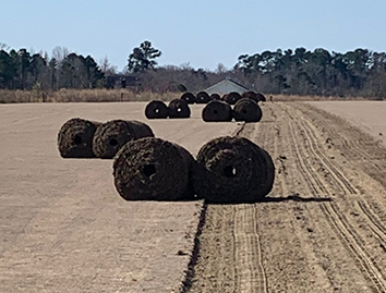 Southern Turf – Dupree Farms